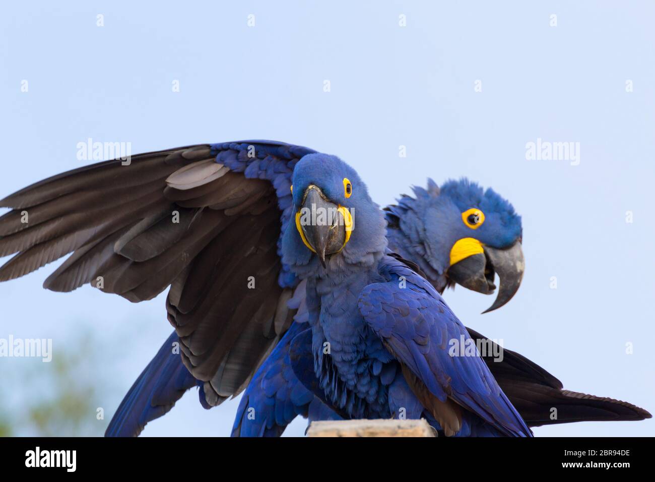 Couple of Hyacinth macaw from Pantanal, Brazil. Brazilian wildlife ...