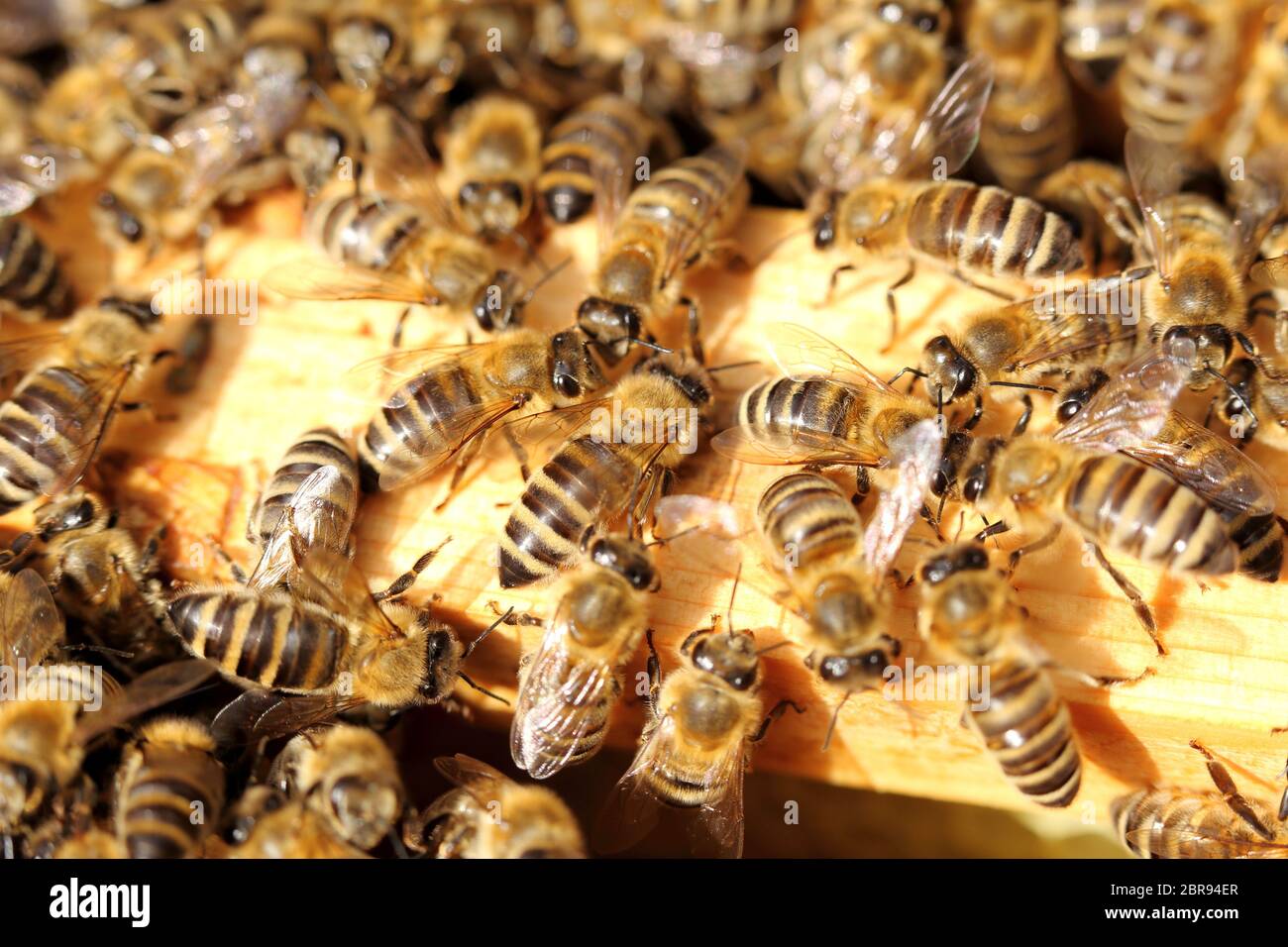 many honey bees are team working in a hive Stock Photo - Alamy