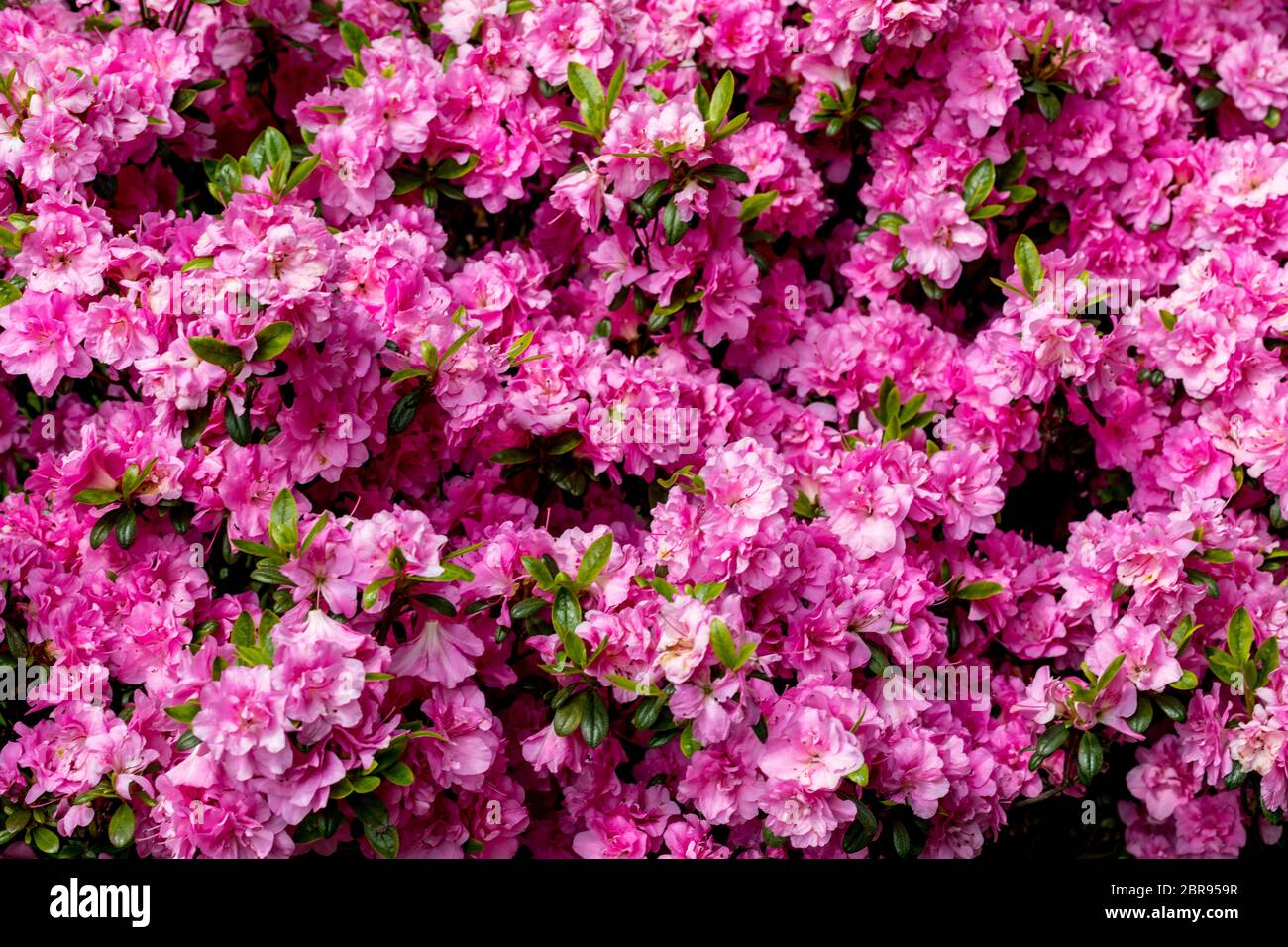 Pink Japanese Azalea on the branch in the garden Stock Photo - Alamy