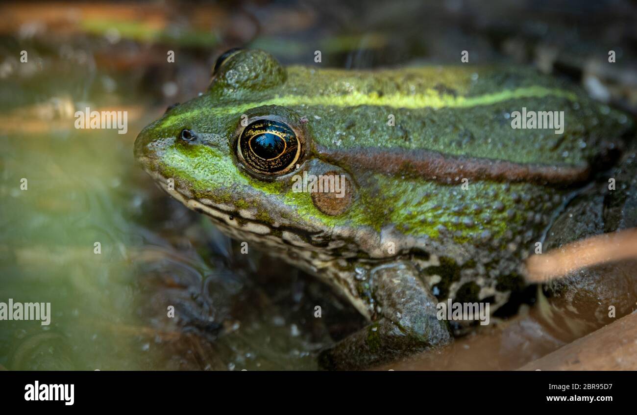 Green water frog, Rana esculenta Stock Photo - Alamy