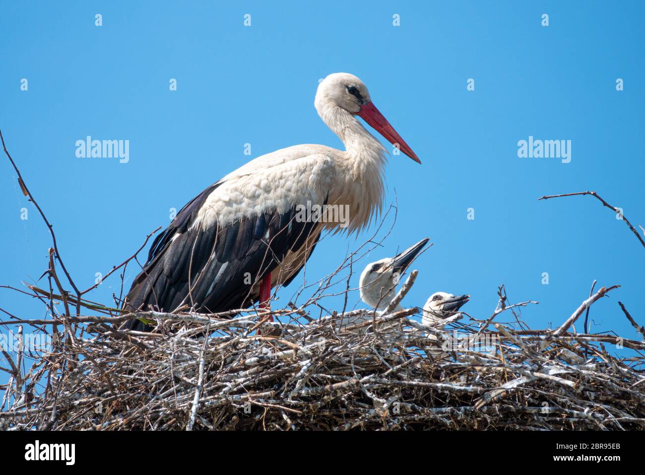 family of white storks up high Stock Photo - Alamy