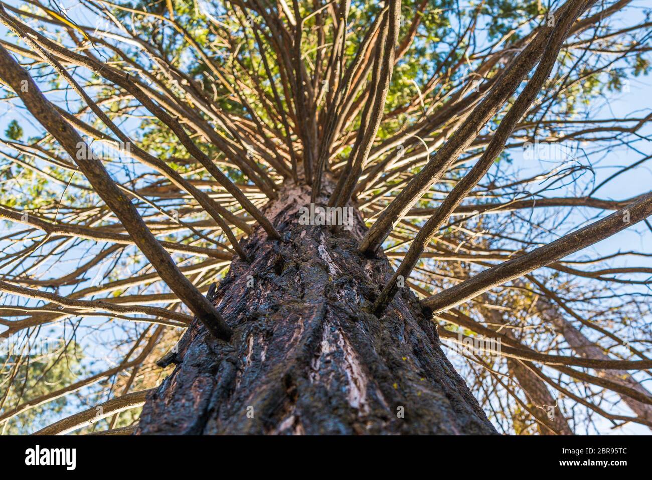View under the tree hi-res stock photography and images - Alamy