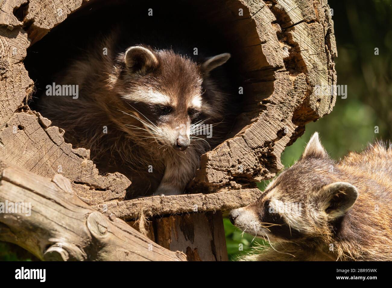 Racoon sitting hi-res stock photography and images - Alamy