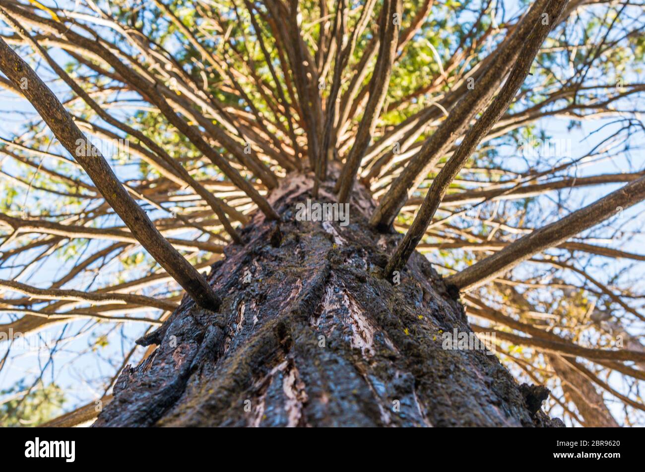 Timber look hi-res stock photography and images - Alamy