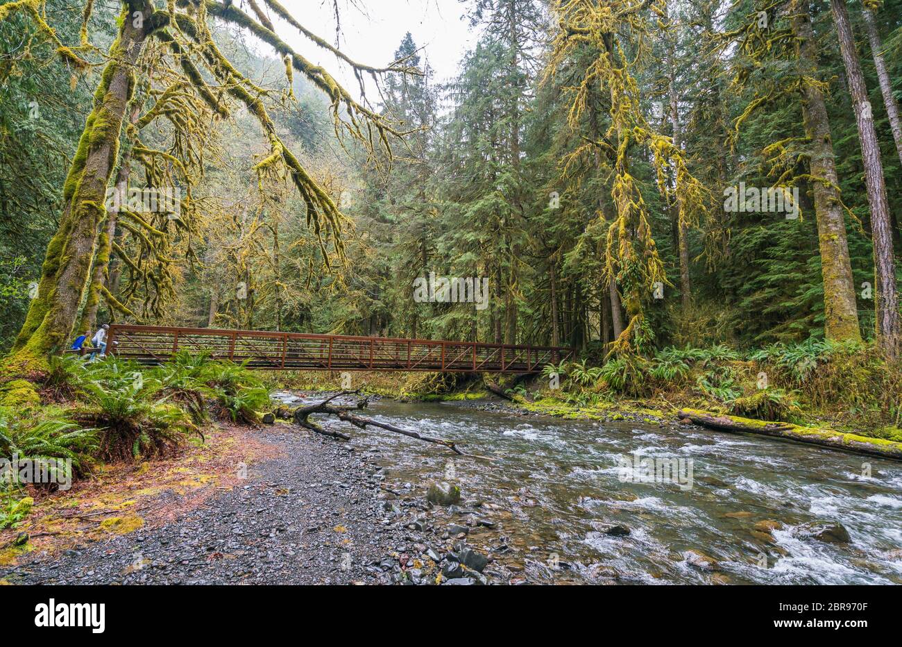 Yellow green forest path river hi-res stock photography and images - Alamy