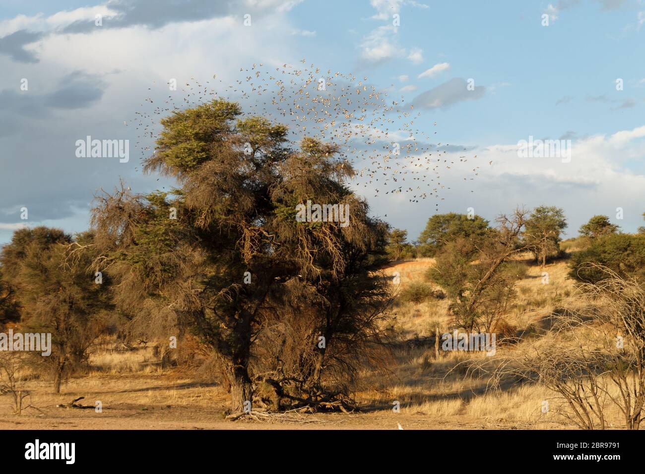 A flock of birds over a tree, Namibia Stock Photo - Alamy