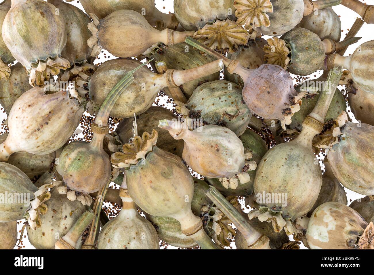 Ripe, dry poppy seed pods piled as background isolated on white Stock ...