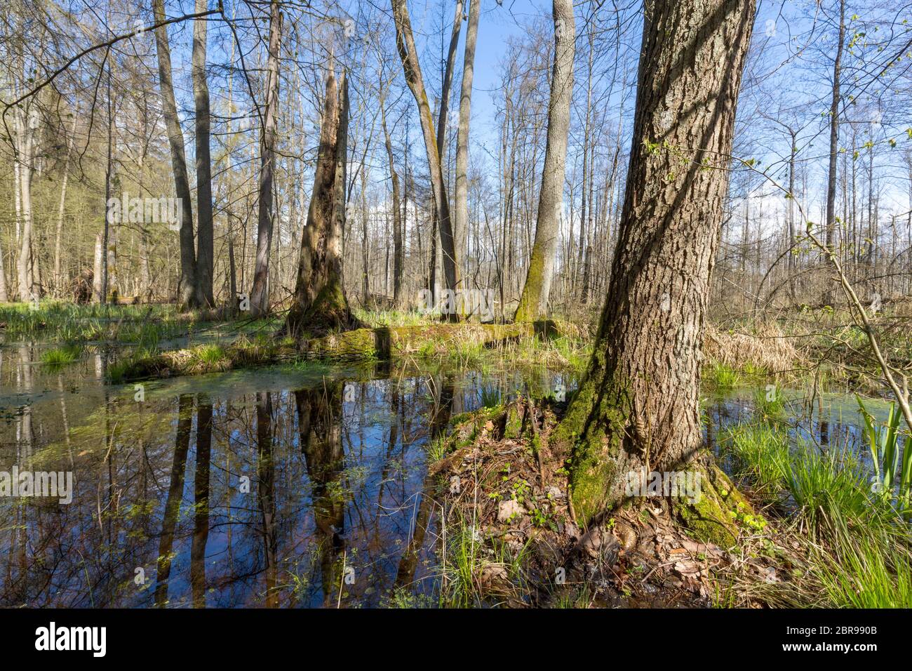 Springtime alder-bog forest in sun with flood water, Bialowieza Forest ...