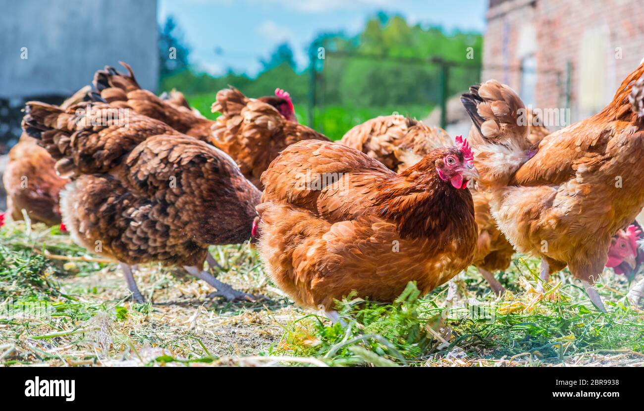 Chickens on traditional free range poultry farm Stock Photo - Alamy