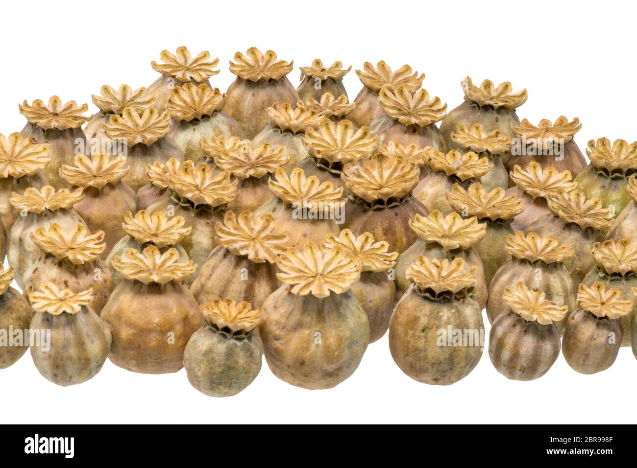 Ripe, dry poppy seed pods piled as background isolated on white Stock ...