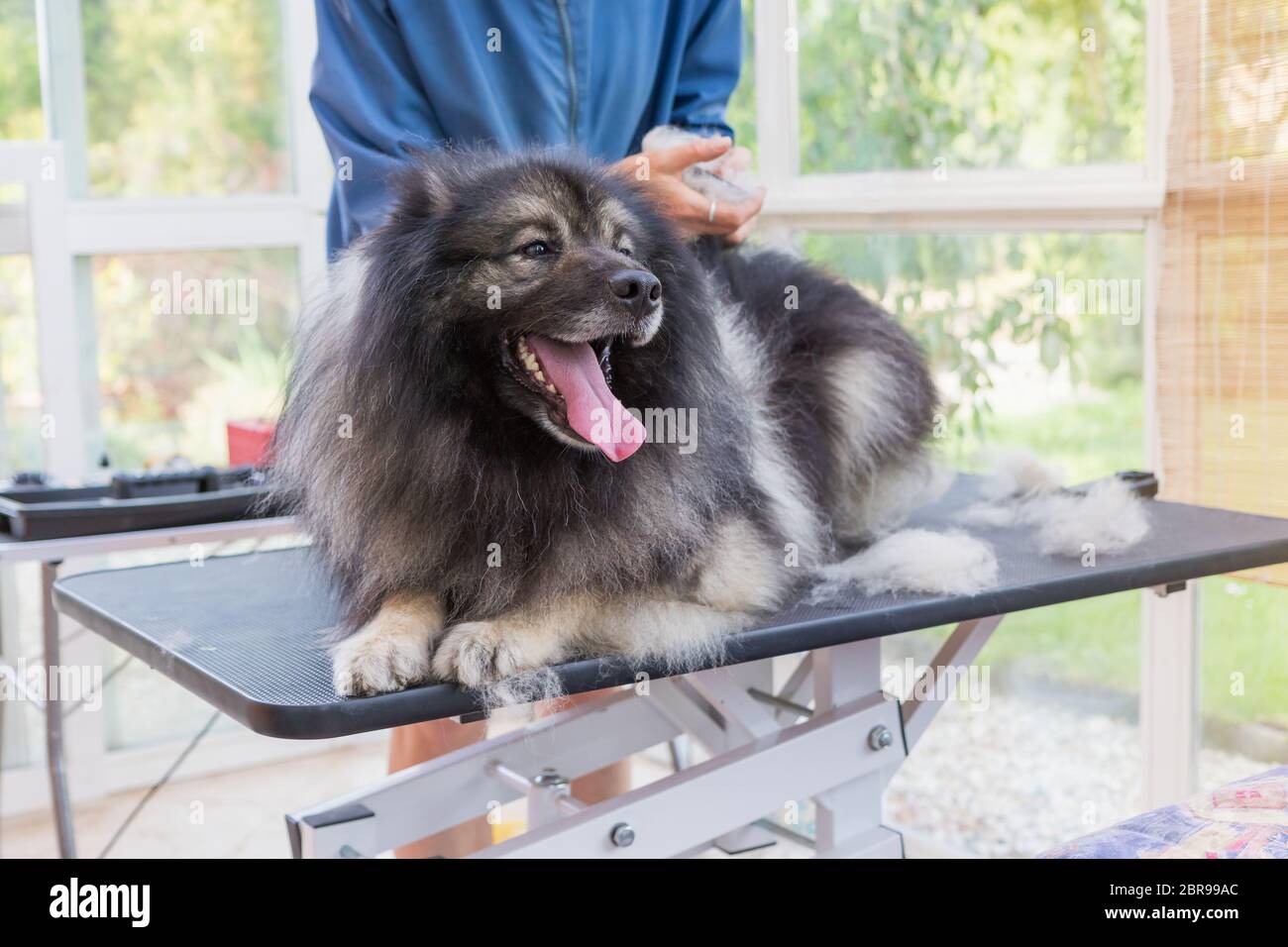 Professional groomer woman is trimming cute Wolf Spitz Dog. The dog is ...