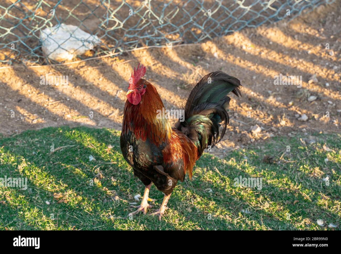 Rooster and hen. Hen and rooster togeather in the organic countryside ...