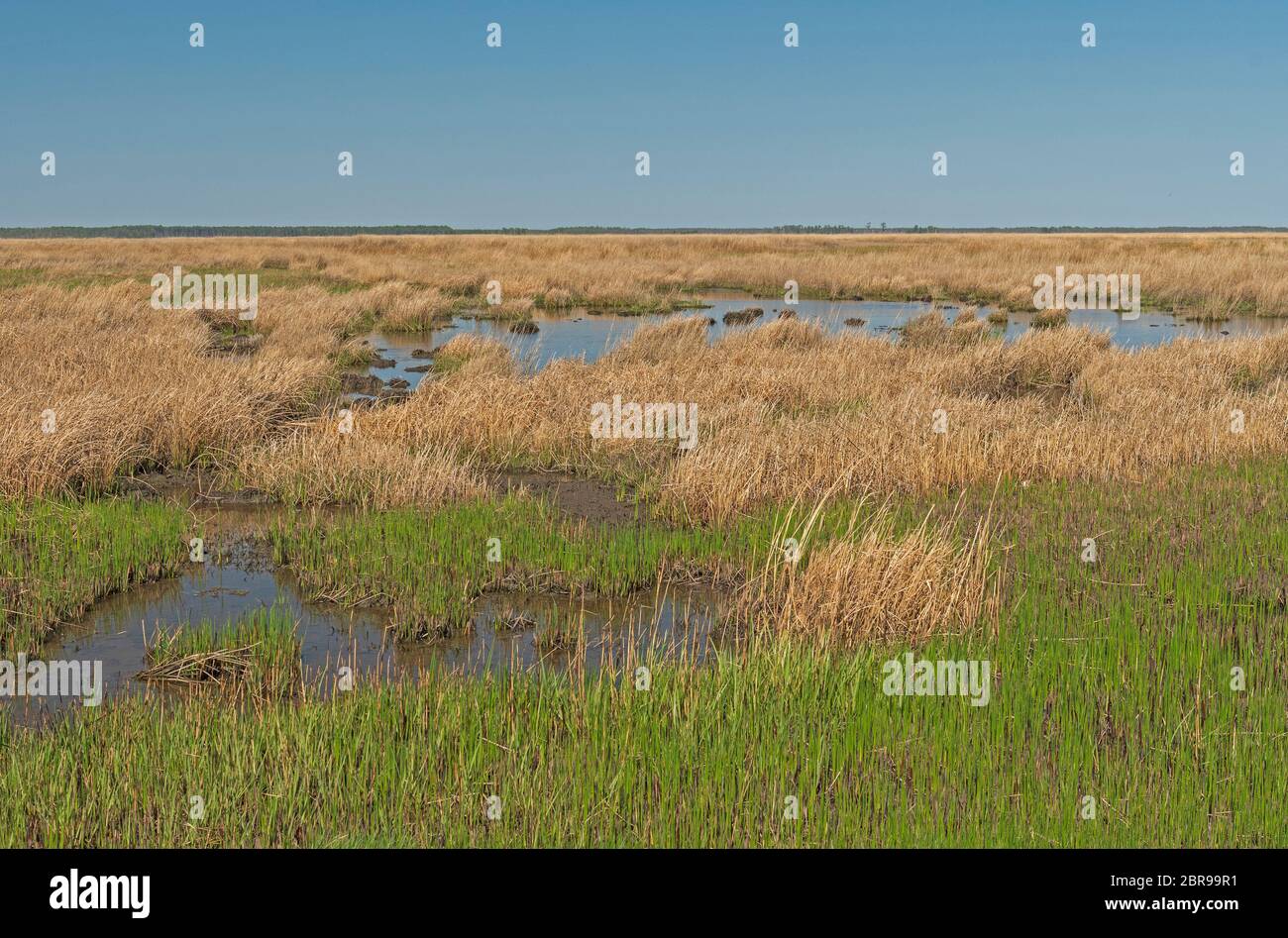 Tidal Marsh during Ebb Tide in the Blackwater Wildlife Refuge in ...