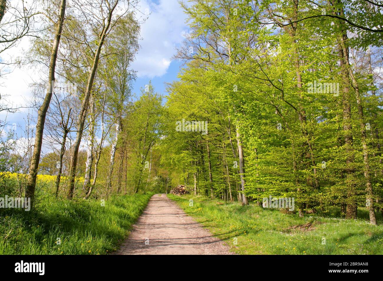 Romantic forest path in the lüneburg heath, Northern Germany Stock ...
