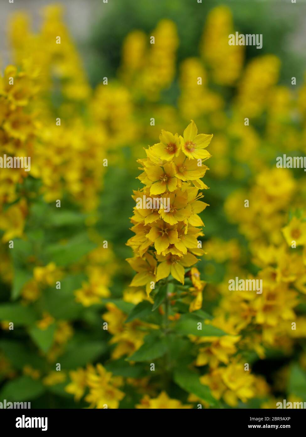 flowers loosestrife bright yellow inflorescences and lush green foliage ...
