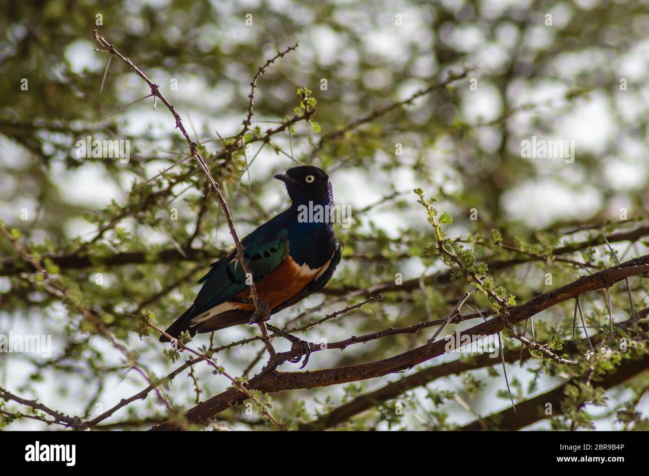 Starling bird, Kenya, Africa. Starling bird with copy space in the ...