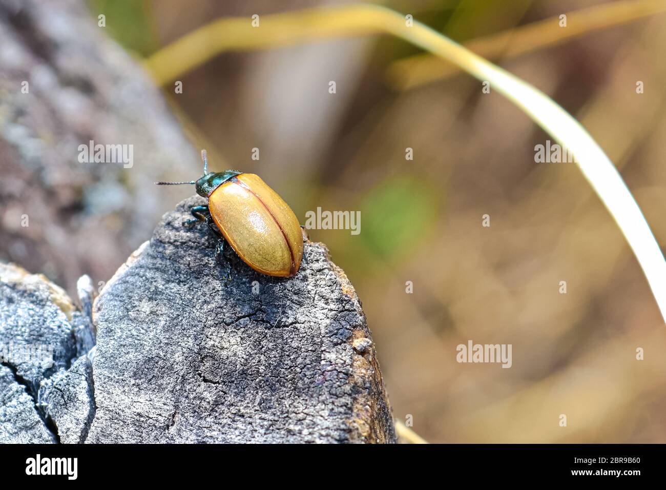 Closeup of an Aspen Leaf Beetle walking on a tree stump Stock Photo - Alamy