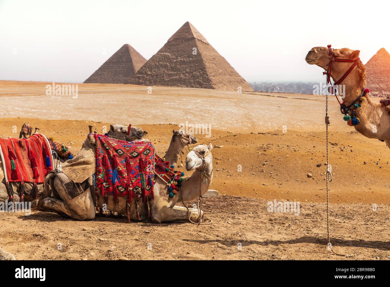 Camels and the Pyramids in Giza desert, Egypt Stock Photo - Alamy