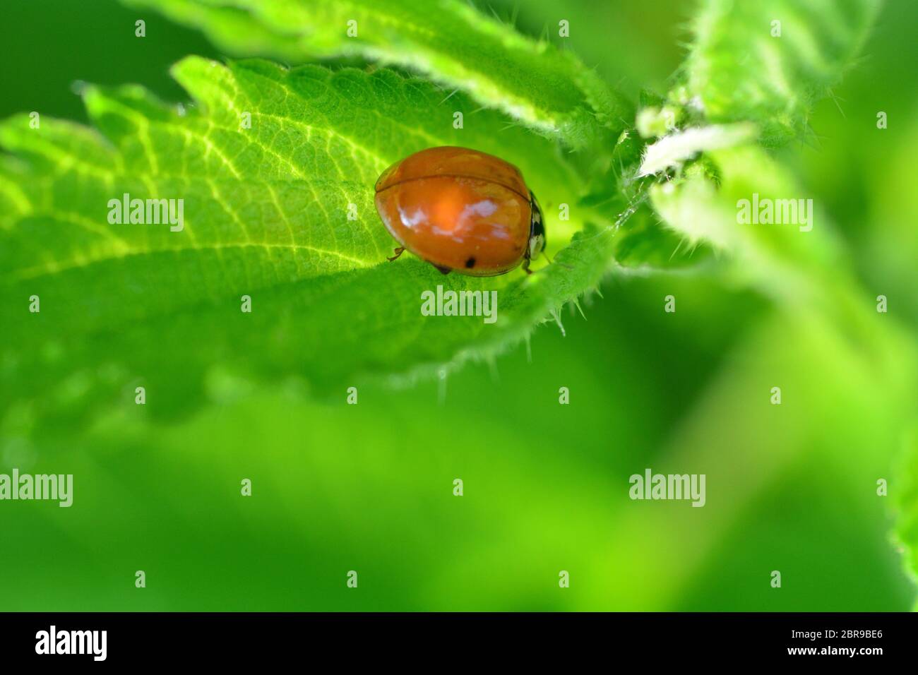 Red ladybug without dots on green leaf in nature with many copy space ...
