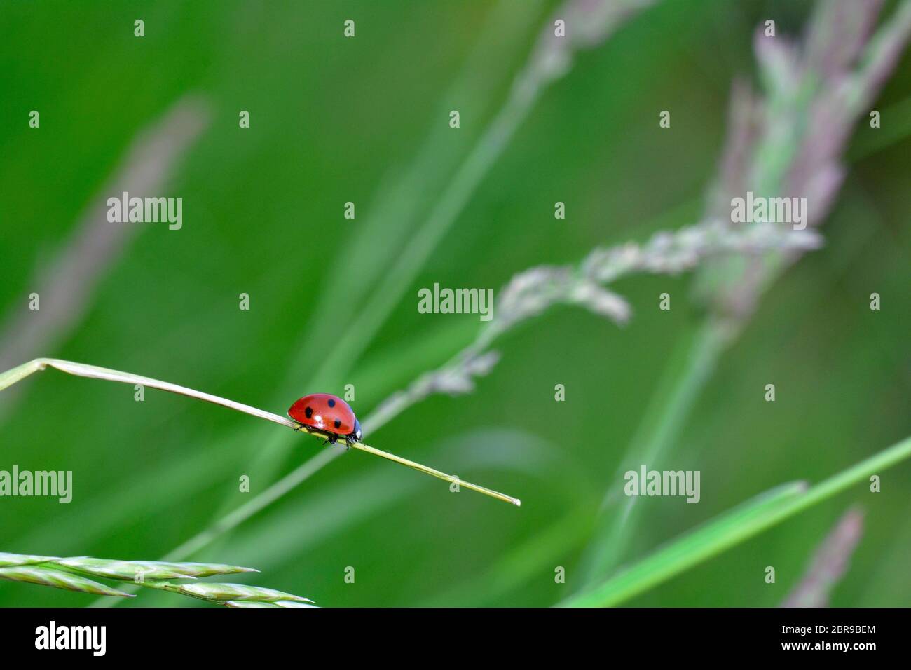Ladybird on plant hi-res stock photography and images - Alamy