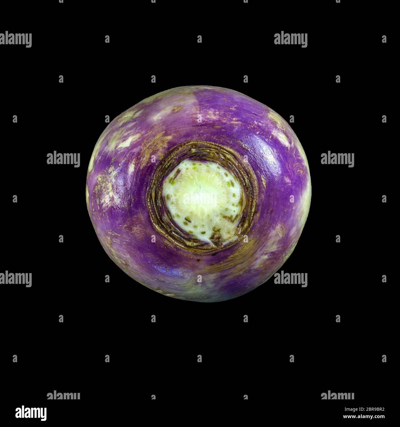 The turnip, Brassica rapa, is a edible root vegetable grown around the ...