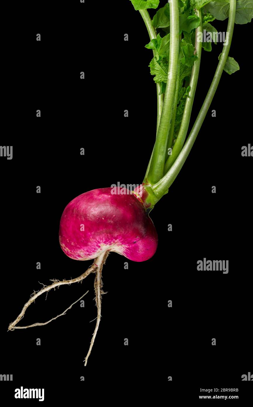 The Radish, Raphanus sativus, is an edible root vegetable of the ...