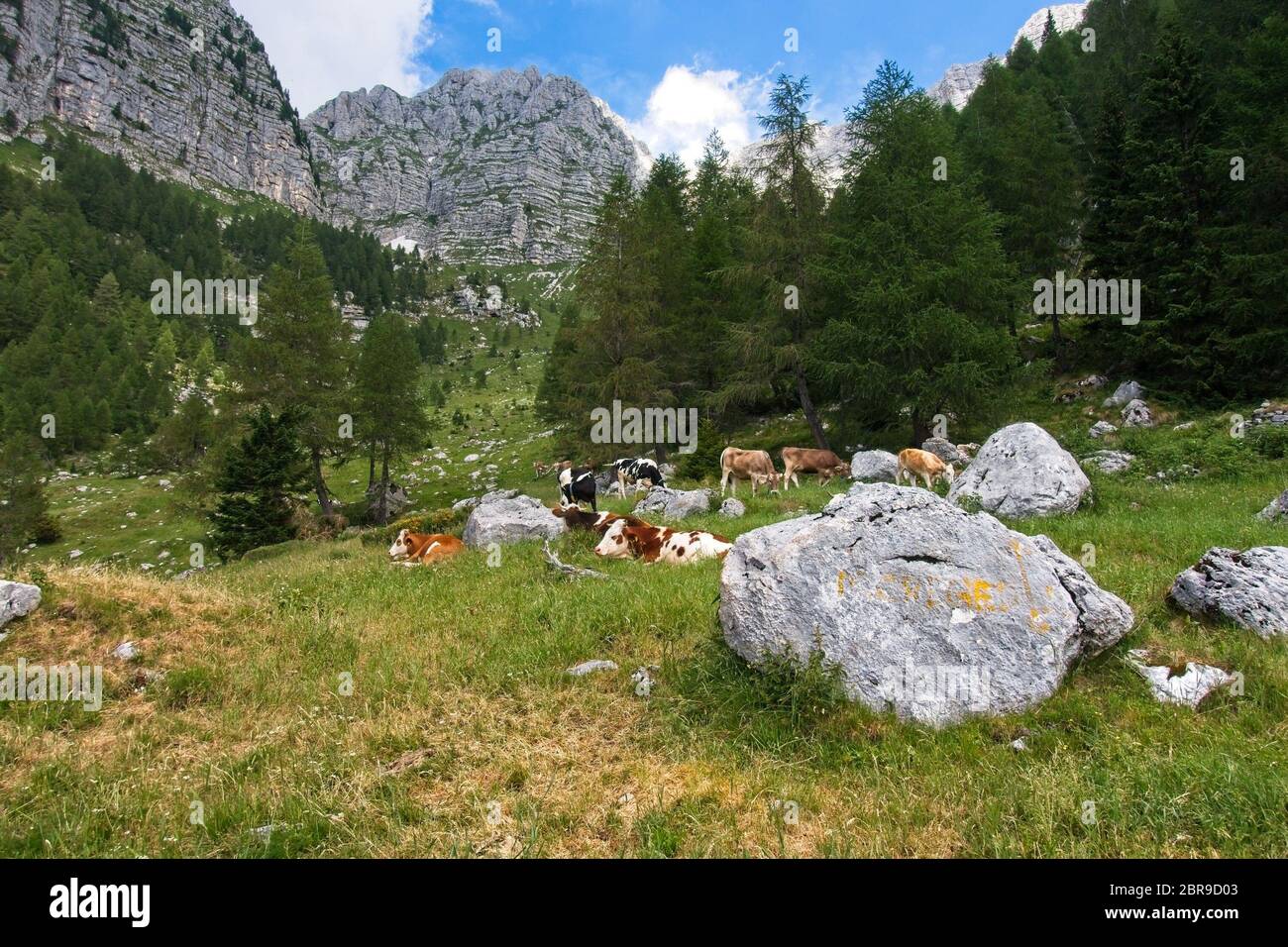 Farm cows graze on the green slopes of the mountains. The concept of ...