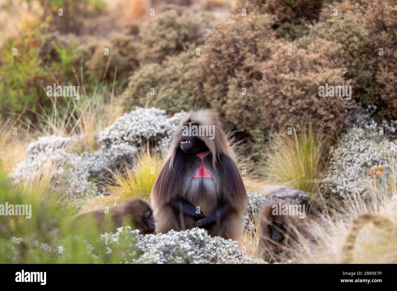 big male of endemic animal Gelada monkey on rock, with mountain view ...