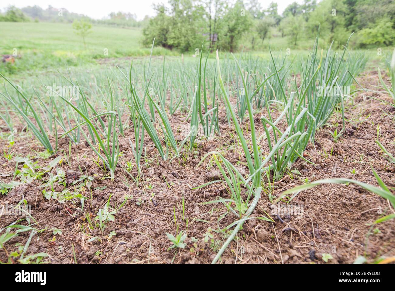 Organic food homegrown vegetable , spring onions garden field Stock ...