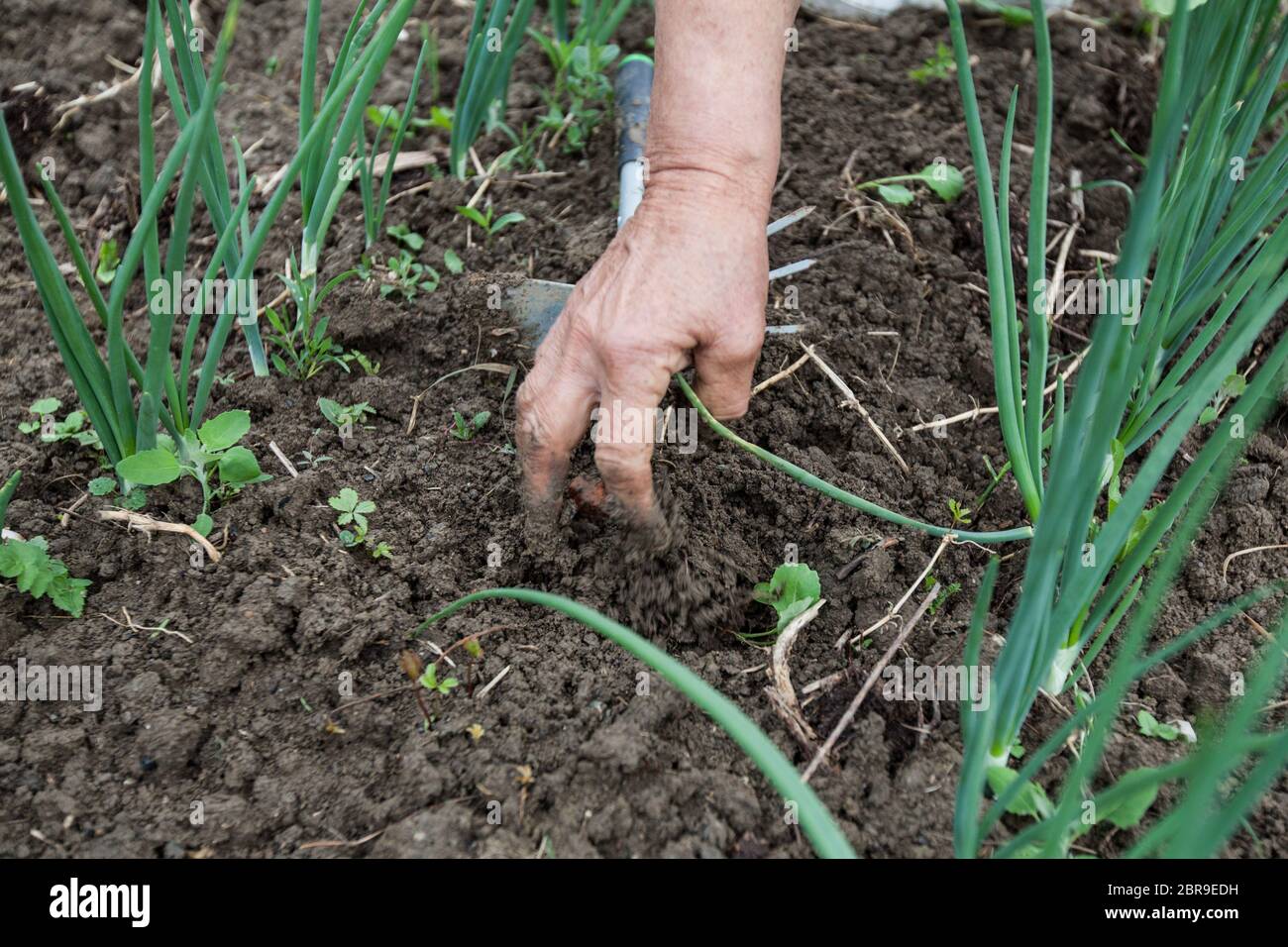 Female Farmers Hand Planting Small Plant In Organic Garden Stock Photo ...