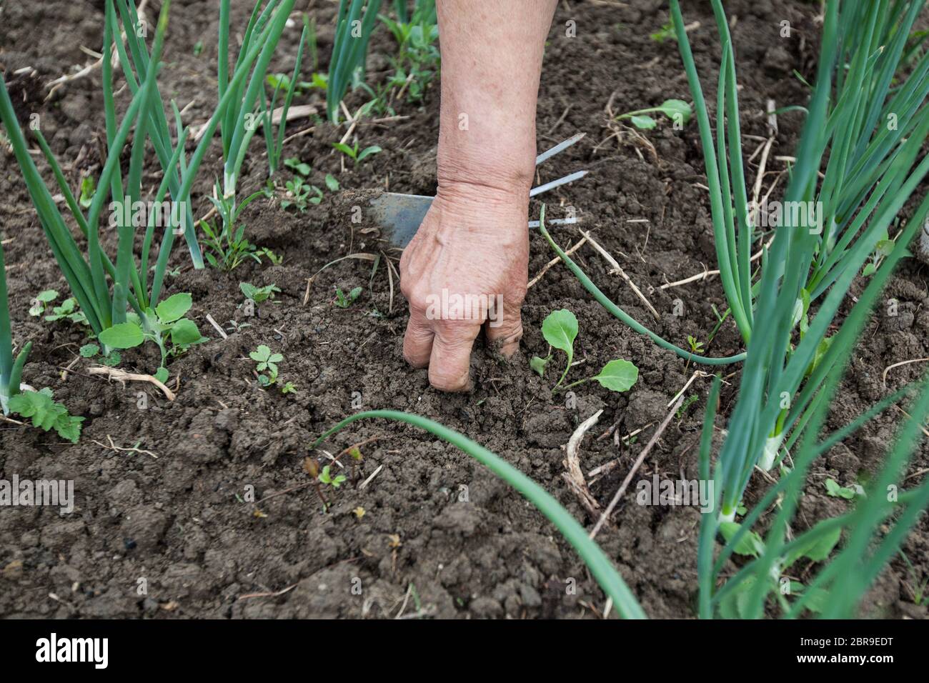 Female Farmers Hand Planting Small Plant In Organic Garden Stock Photo ...