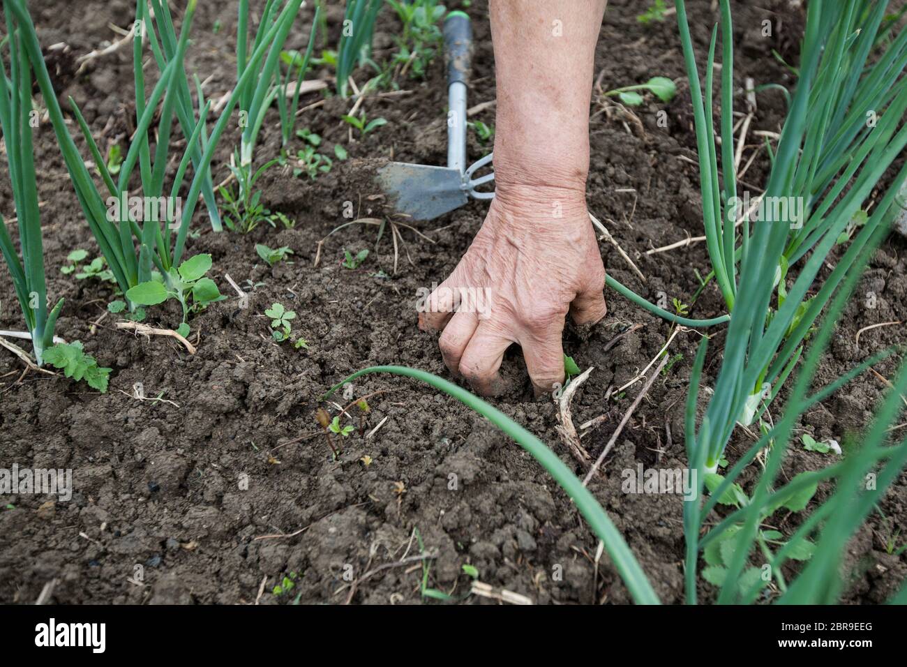 Female Farmers Hand Planting Small Plant In Organic Garden Stock Photo ...