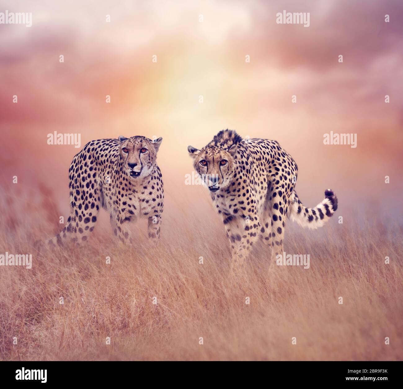 Two cheetahs walking hi-res stock photography and images - Alamy