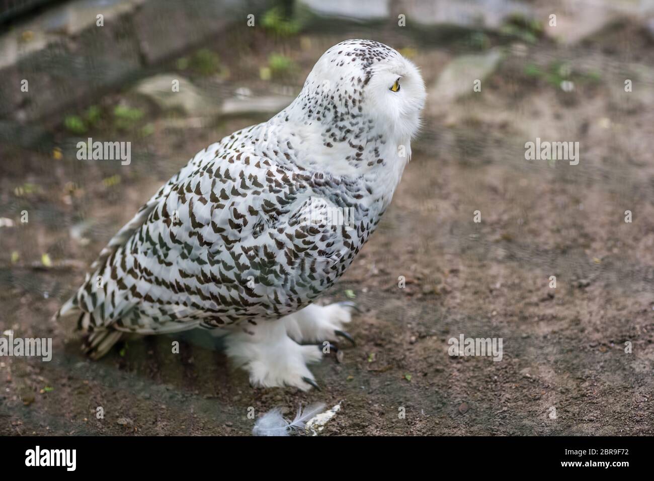Snowy owl in a cage in a zoo Stock Photo - Alamy
