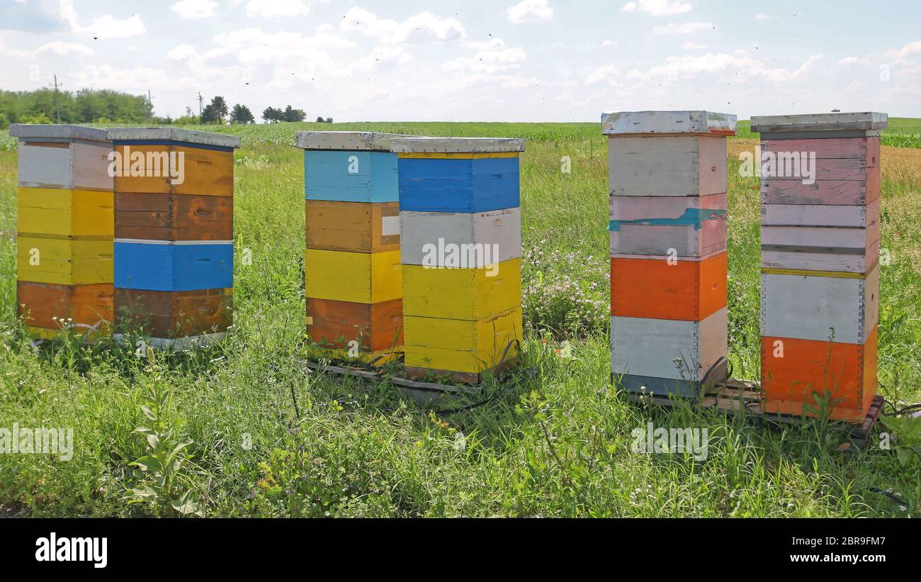Active bees hi-res stock photography and images - Alamy