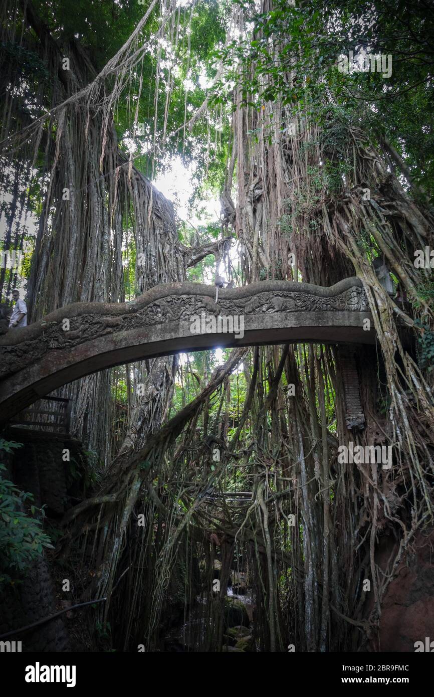 Old bridge in the sacred Monkey Forest, Ubud, Bali, Indonesia Stock ...