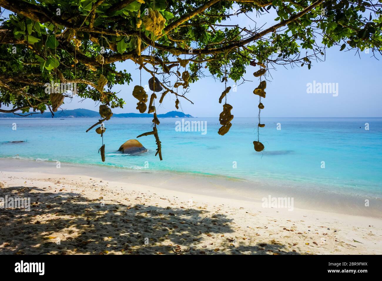 Hanging coral on turtle sanctuary beach hi-res stock photography and ...