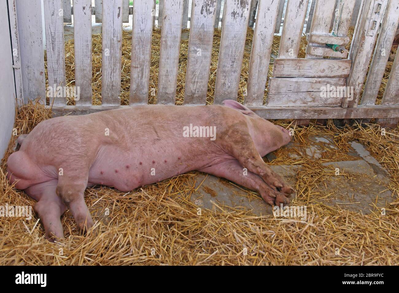Dead Pig in Parlor at Farm Pandemic Influenza Problem Stock Photo - Alamy