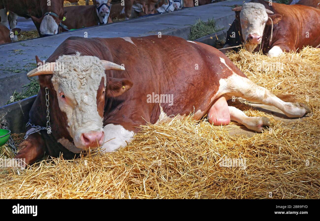 Big Bull Lying in Straw at Farm Stock Photo - Alamy