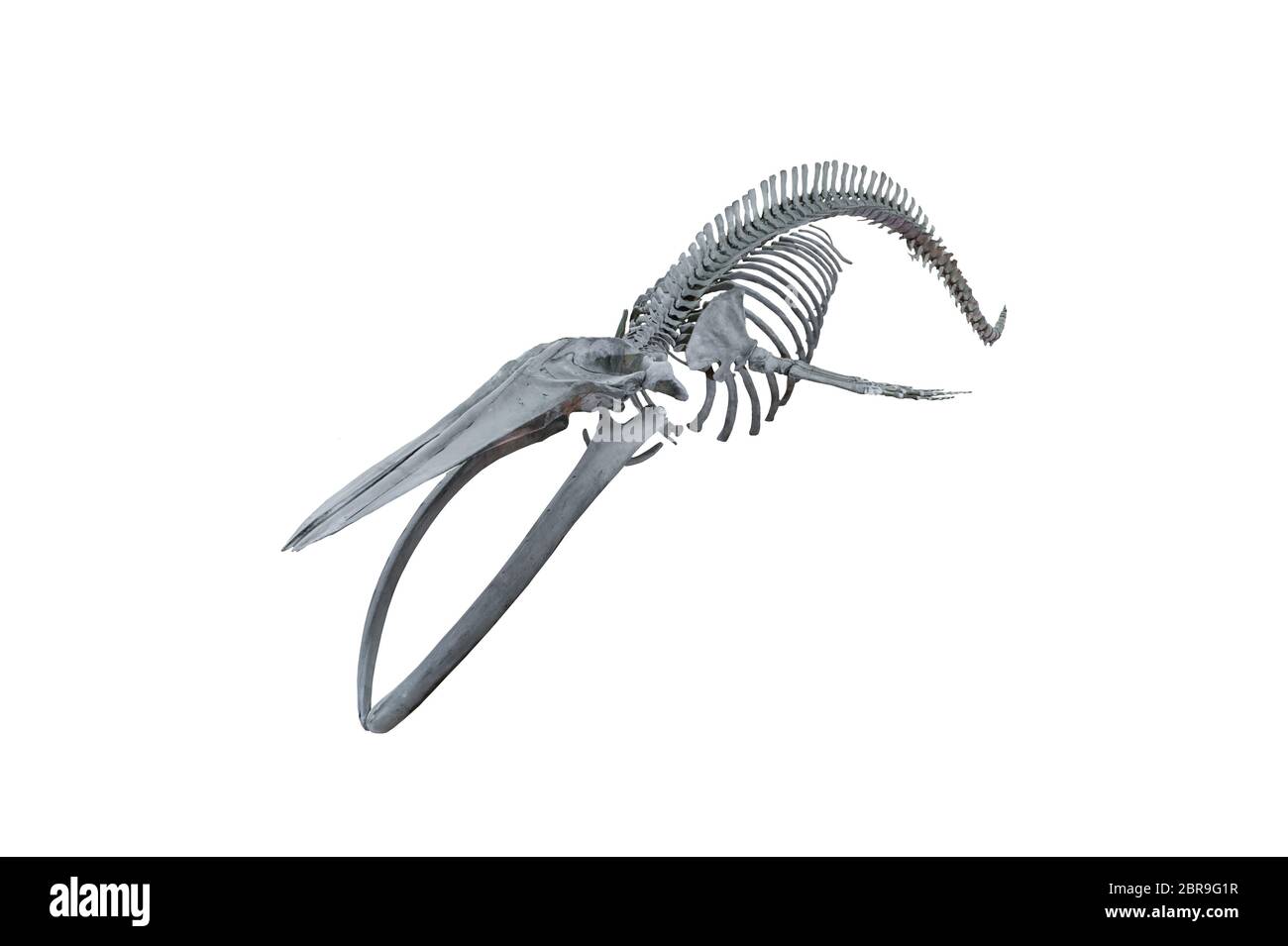 Real whale skeleton isolated on white background Stock Photo - Alamy