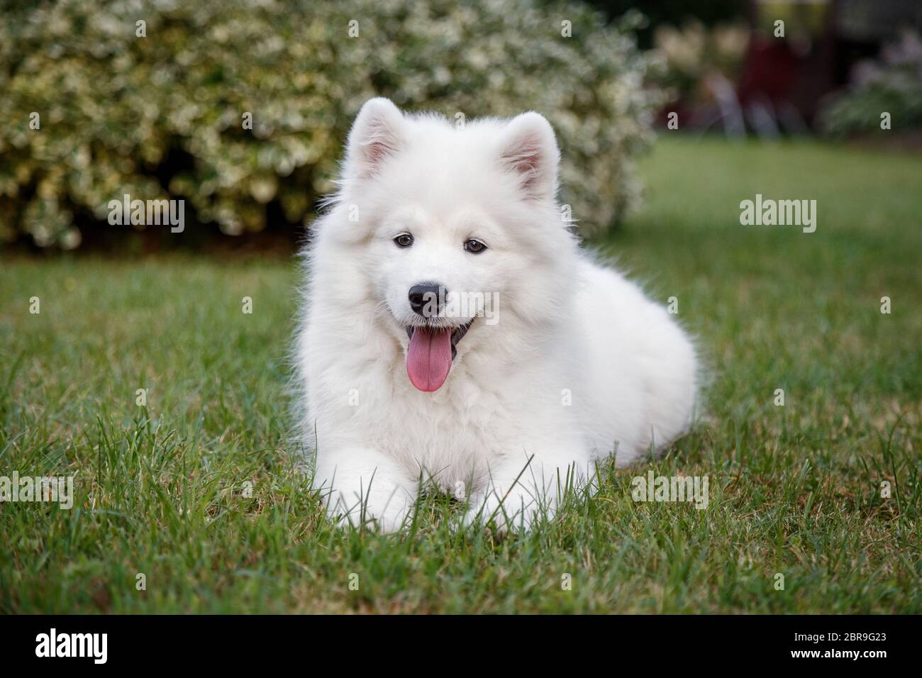 Samoyed husky hi-res stock photography and images - Alamy