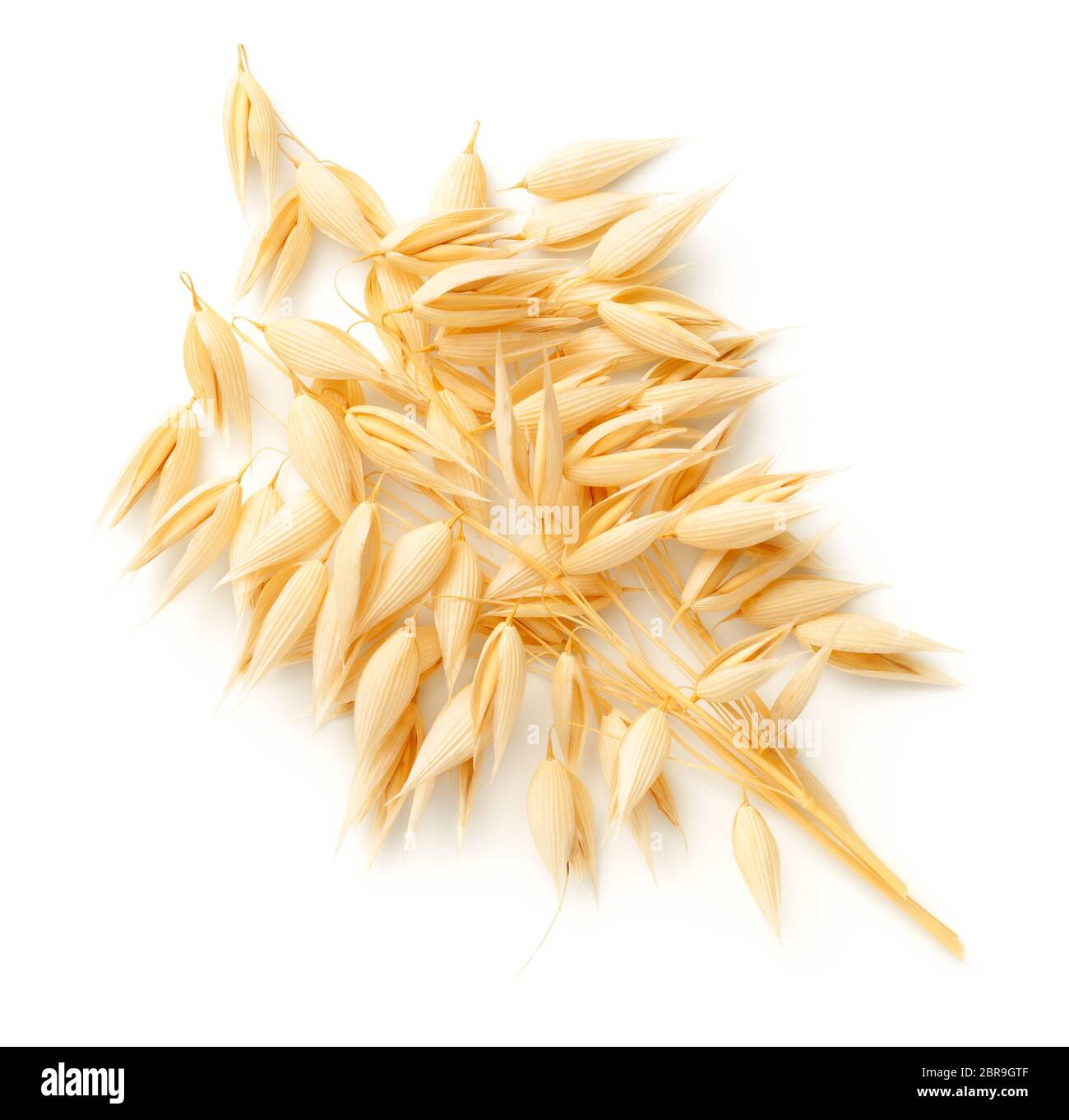 Oat plants bunch isolated on white background. Top view, flat lay Stock ...