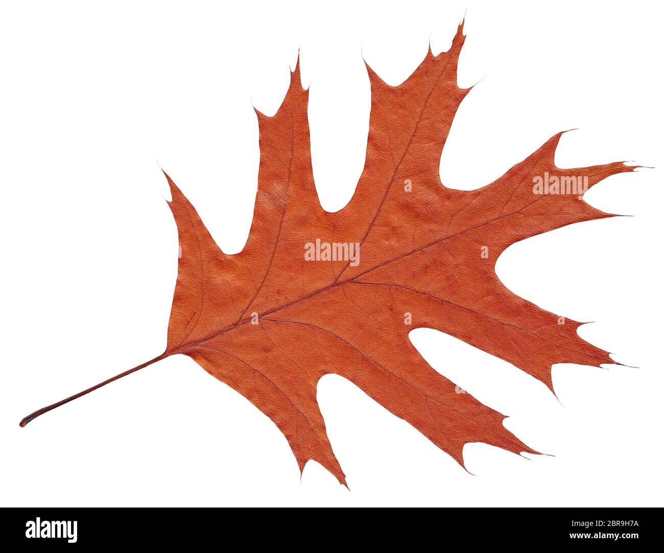 Scanners copy of a withered American oak leaf isolated on white Stock ...