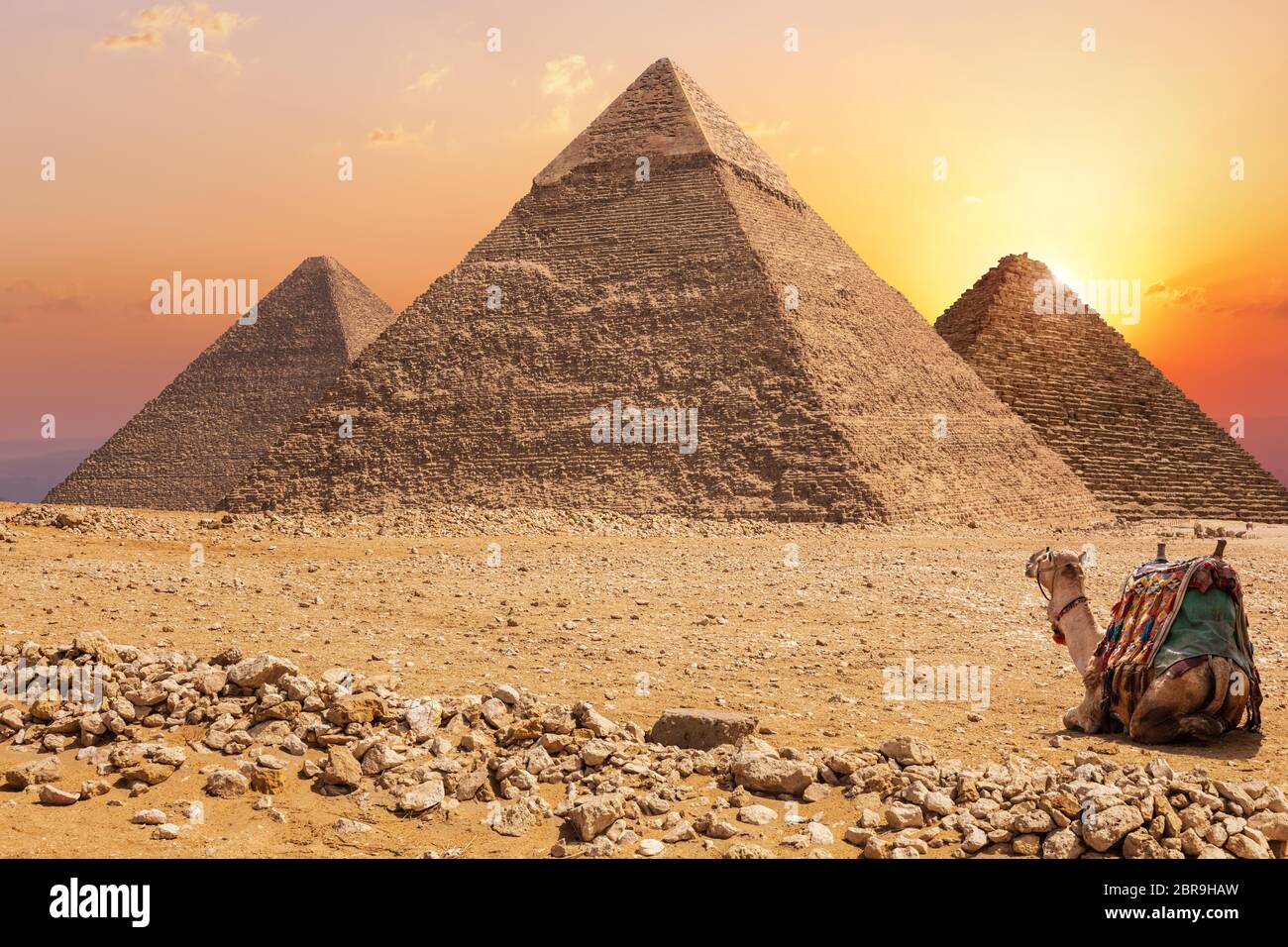 Three main Pyramids of Giza and a camel at sunset, Egypt Stock Photo ...