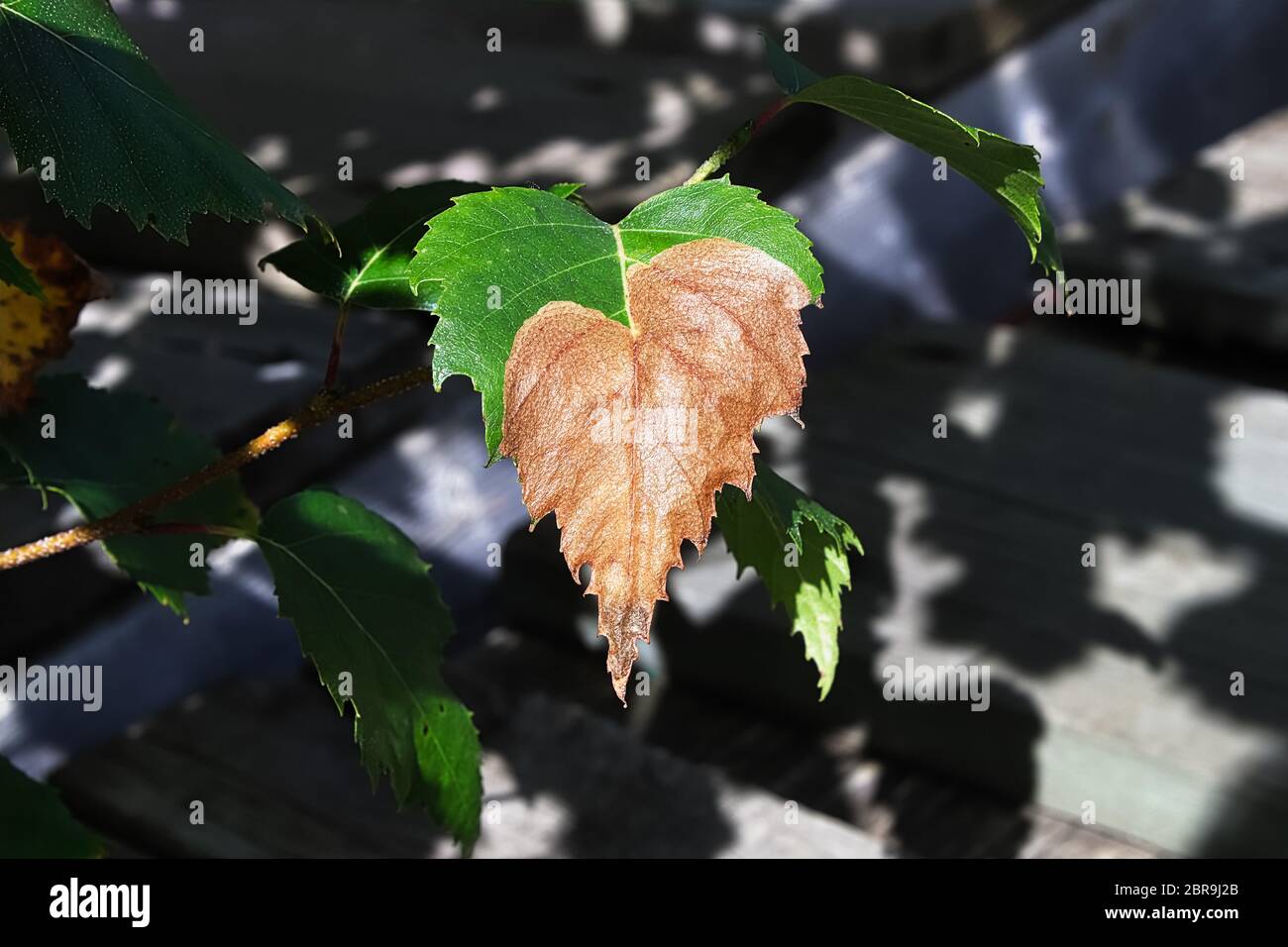 The puffed up birch leaf infected by leafminers Stock Photo - Alamy