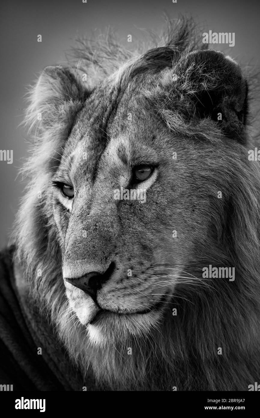 Short mane hi-res stock photography and images - Alamy