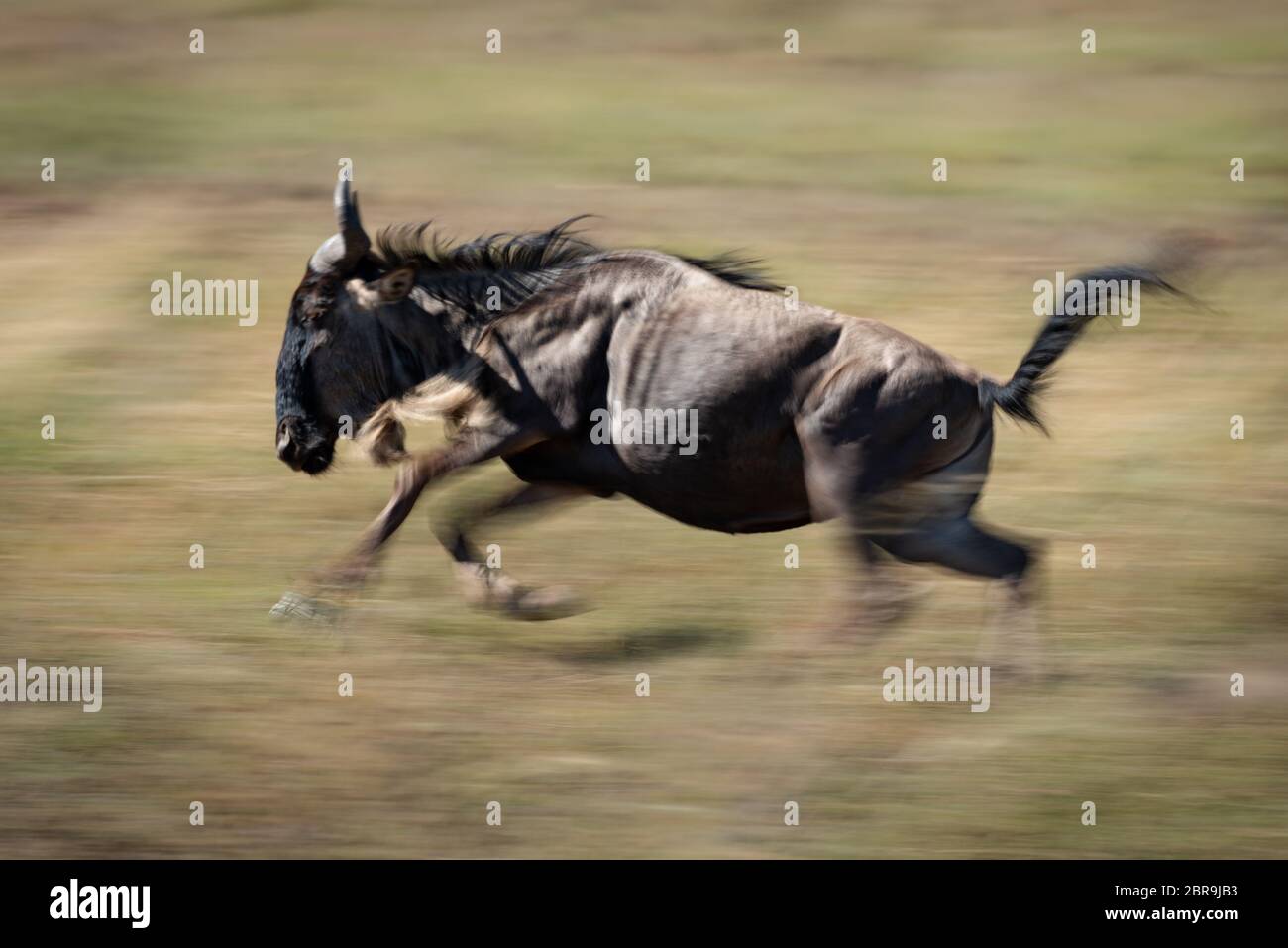 A blue wildebeest gallops across the savannah in the sunshine. Its legs ...