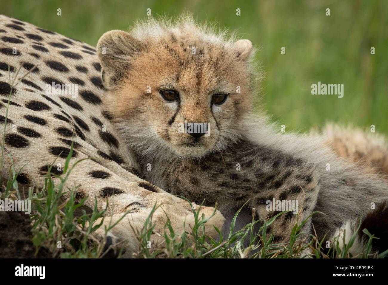 A young cheetah cub lies snuggling next to its mother on a grassy plain ...