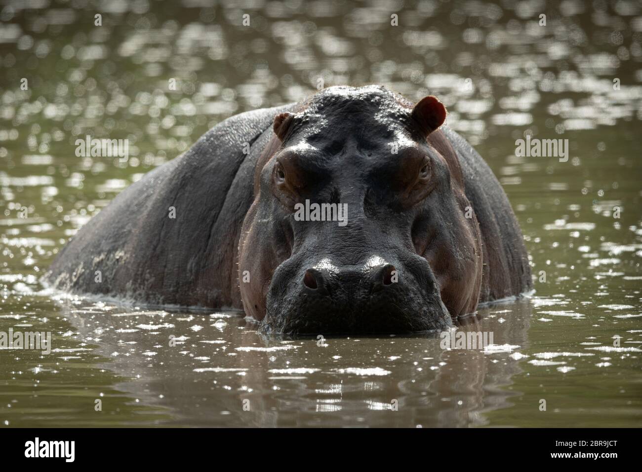 A backlit male hippopotamus stands half-submerged in water, staring ...
