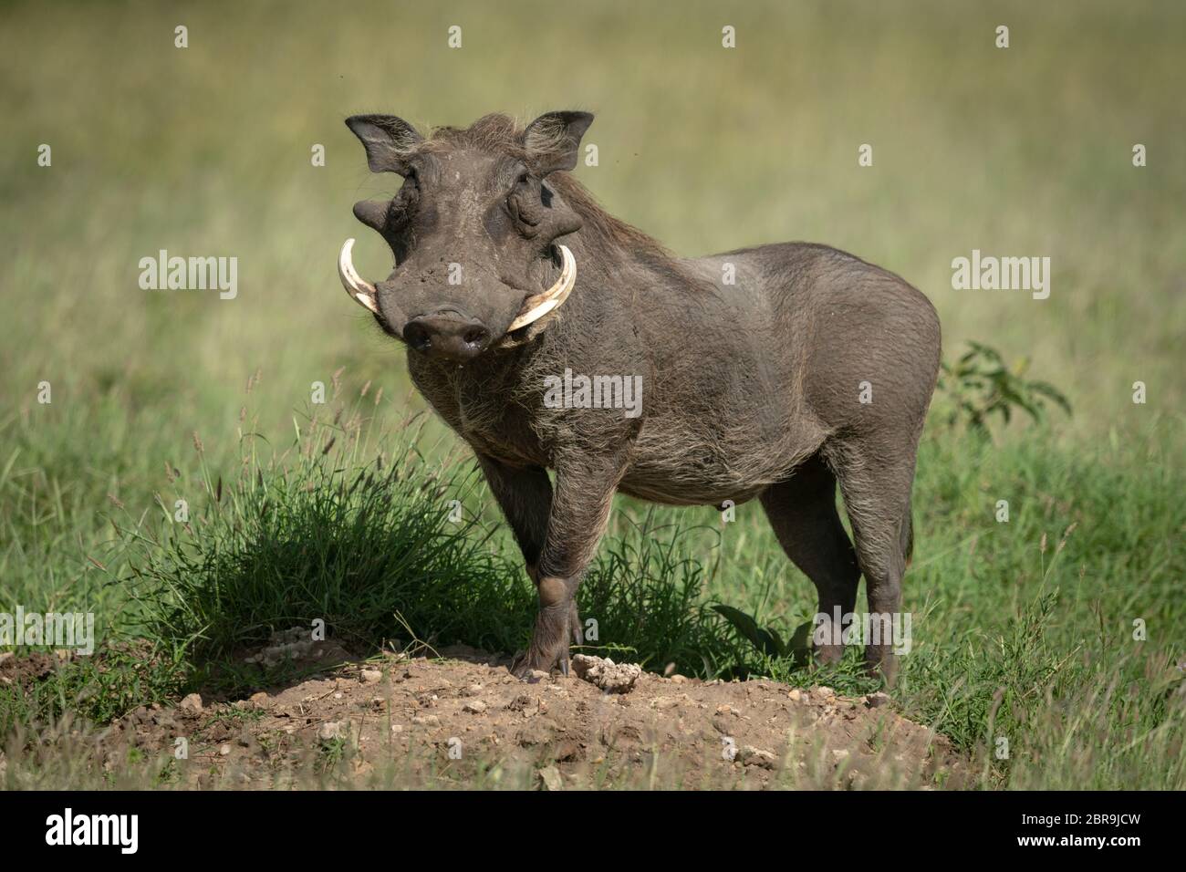 A common warthog stands on an earth mound turning in the sunshine. It ...